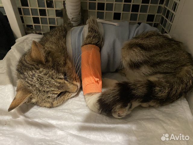 Кошка в добрые руки