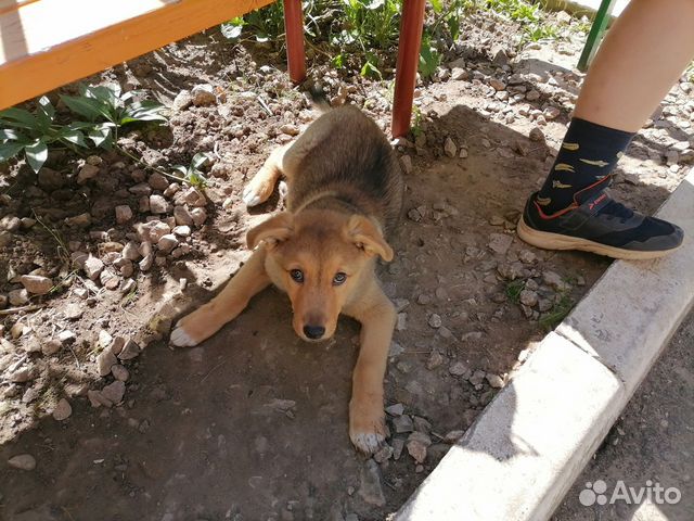 Щенок в добрые руки бесплатно