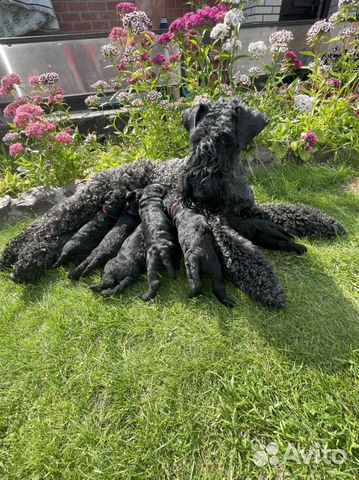 Керри блю терьер