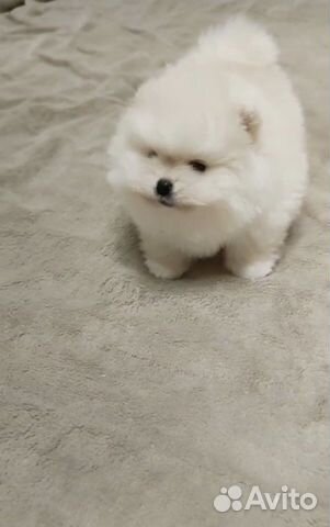 Шпиц mini мишка