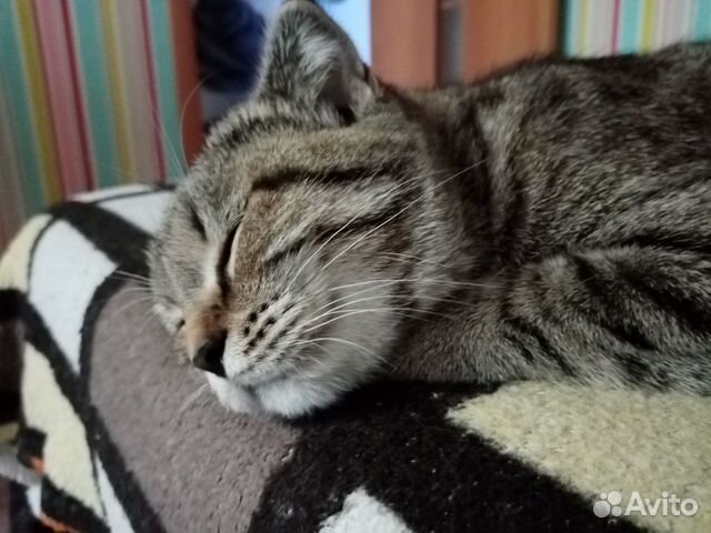 Случка кошки