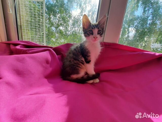 Котята из Ялты