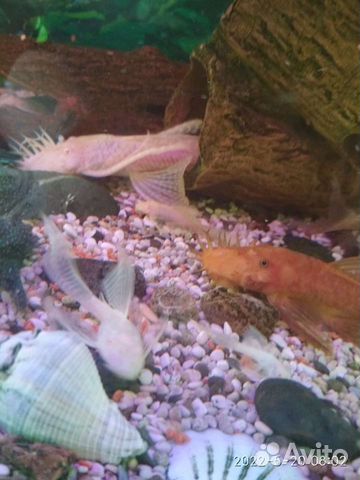 Аквариумные рыбки