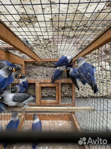 Попугай маска