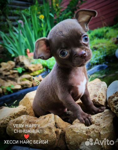 Чихуахуа mini девочки