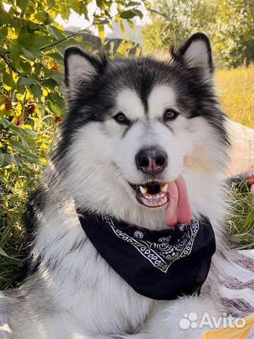 Аляскинский Маламут Вязка