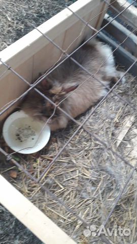 Декоративные кролики