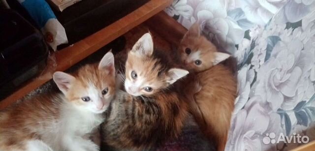 Котята в добрые руки