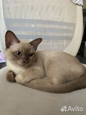 Бурманская