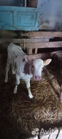 Телята тёлочки