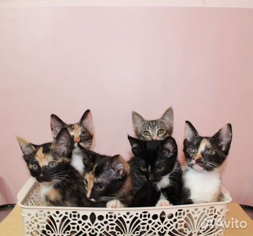 Котята в добрые руки