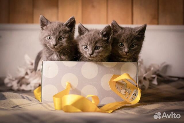 Котята домашние 2,5 мес (русские голубые)