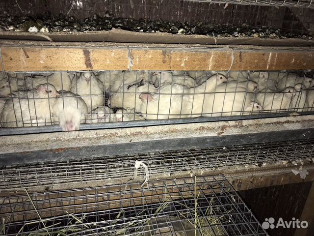 Перепела техасцы