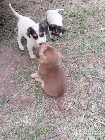 Щенки в добрые руки