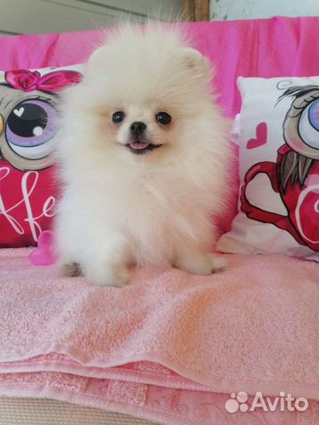 Мини mini помераночка