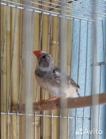 Австралийский амадин ищет пару (самец)