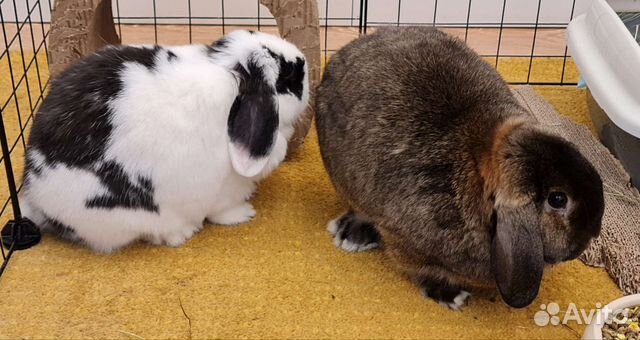 Декоративные кролики вислоухие