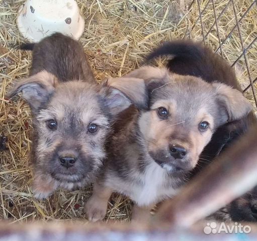 Щенки из приюта
