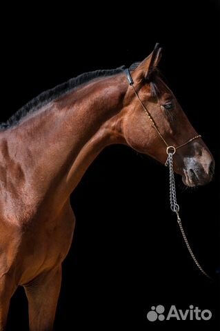 Рослый ганноверский жеребец 2021гр в/х161 см