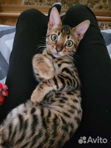 Бенгальская кошечка