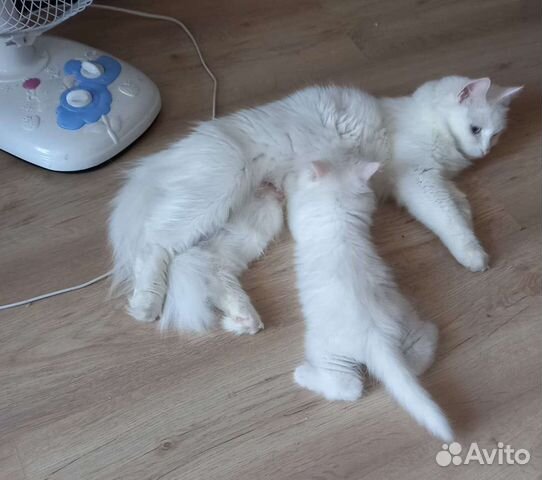 Турецкая ангора кошечка 1, 5 месяца