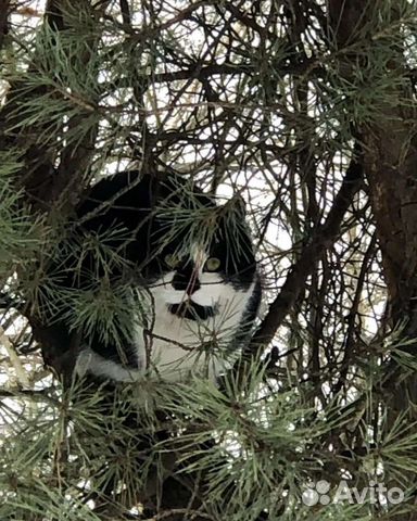 Красавец кот в добрые руки