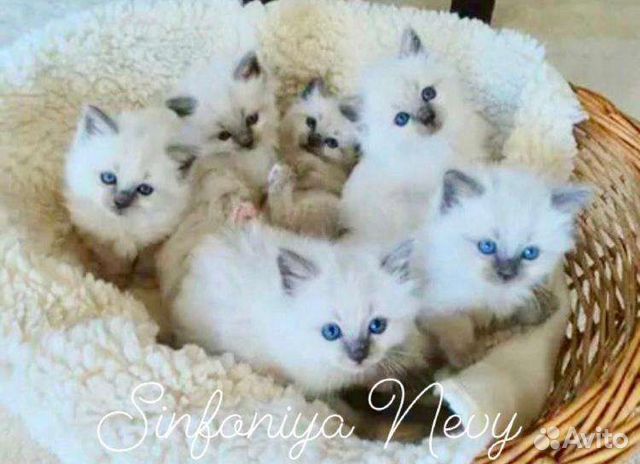 Чистокровные Невские маскарадные