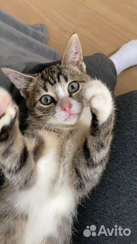 Малыш Коржик ищет семью