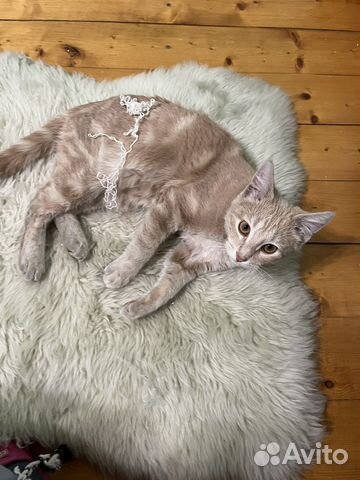 Расписной пряничек- котик в добрые руки