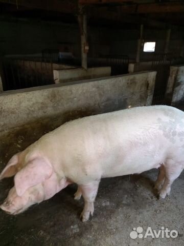Продам хряка