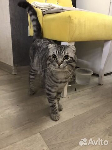 Котята в добрые руки бесплатно