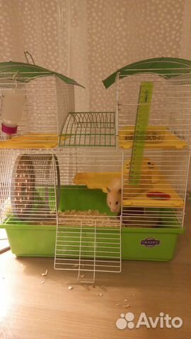 Сирийский хомяк с клеткой