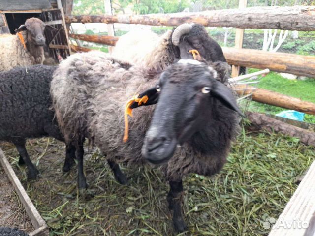 Овцы бараны ягнята