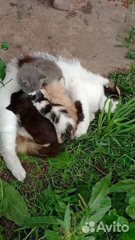 Маленькие,уличные котята возьмите пожалуйста