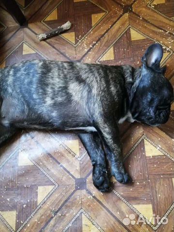 Французский бульдог щенки