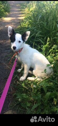 Щенок девочка ищет дом