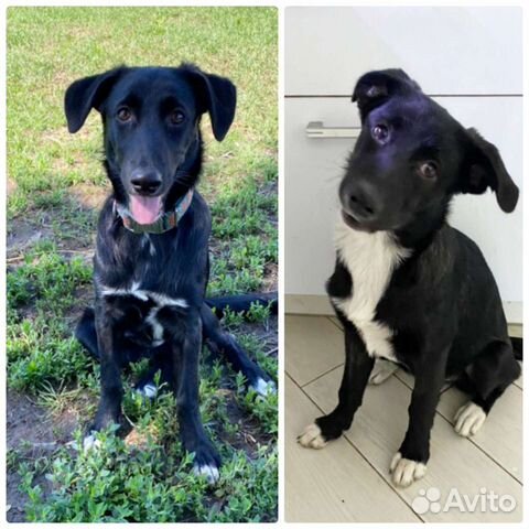 Привитые и стерильные щенки