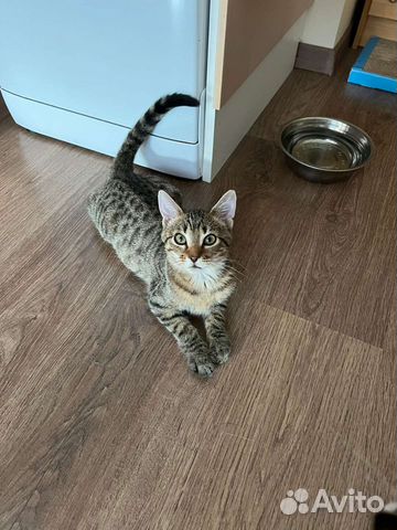 Котенок мальчик ищет дом