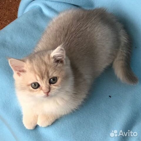 Британский золотой котенок (голубое золото)