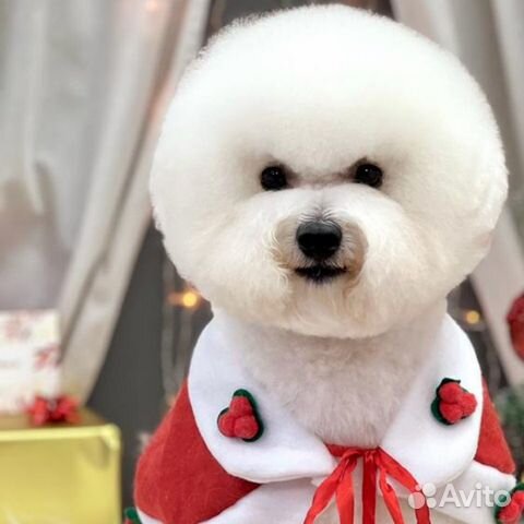 Бишон фризе