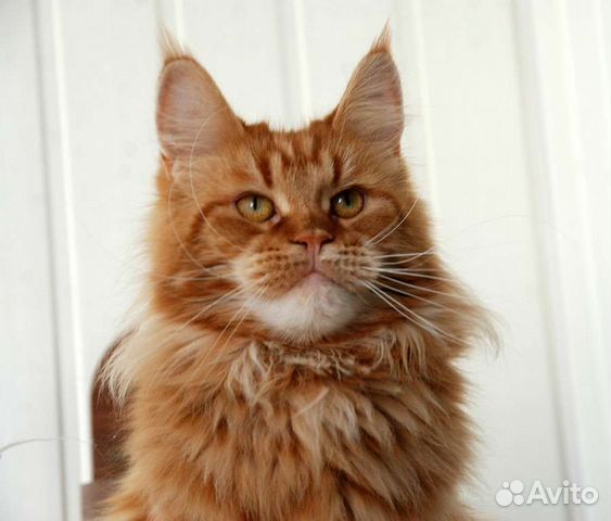 Шикарная, брутальная красная мраморная кошка