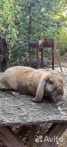 Кролики Французкий баран