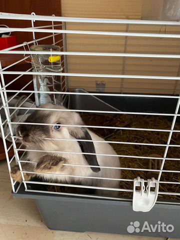 Декоративные кролики