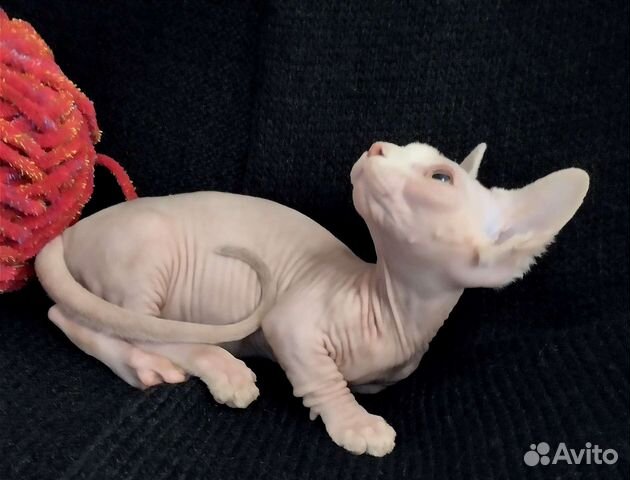 Канадские сфинксы короткие лапки эльфийские ушки