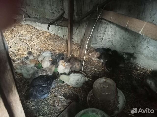 Цыплята домашних несушек 24 шт