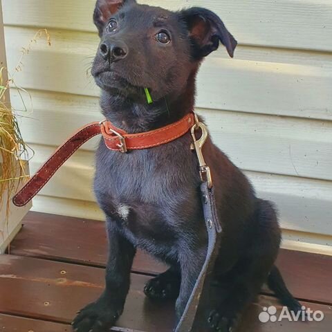 Гарри и Фёдор в добрые руки