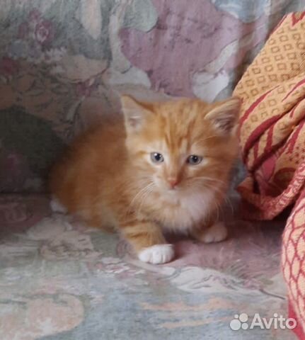 Ласковая красавица рыжий котенок 1,5мес