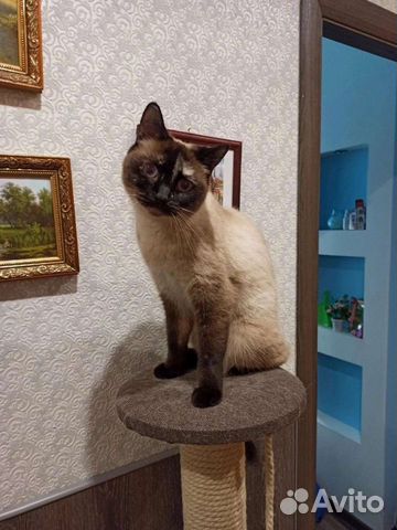 Тайская кошка