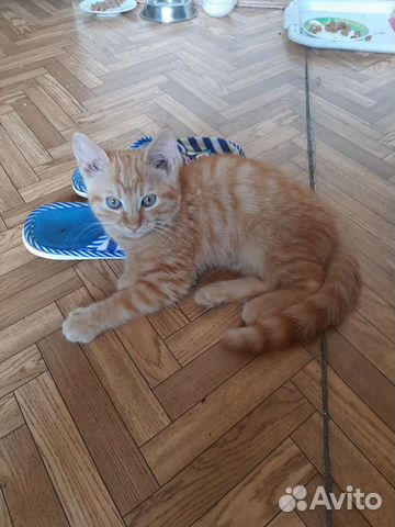 Отдам котэ в хорошие руки