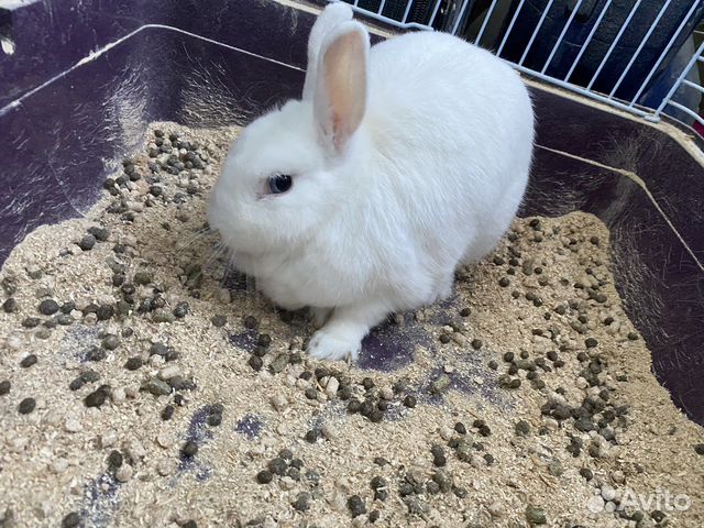 Декоративные кролики